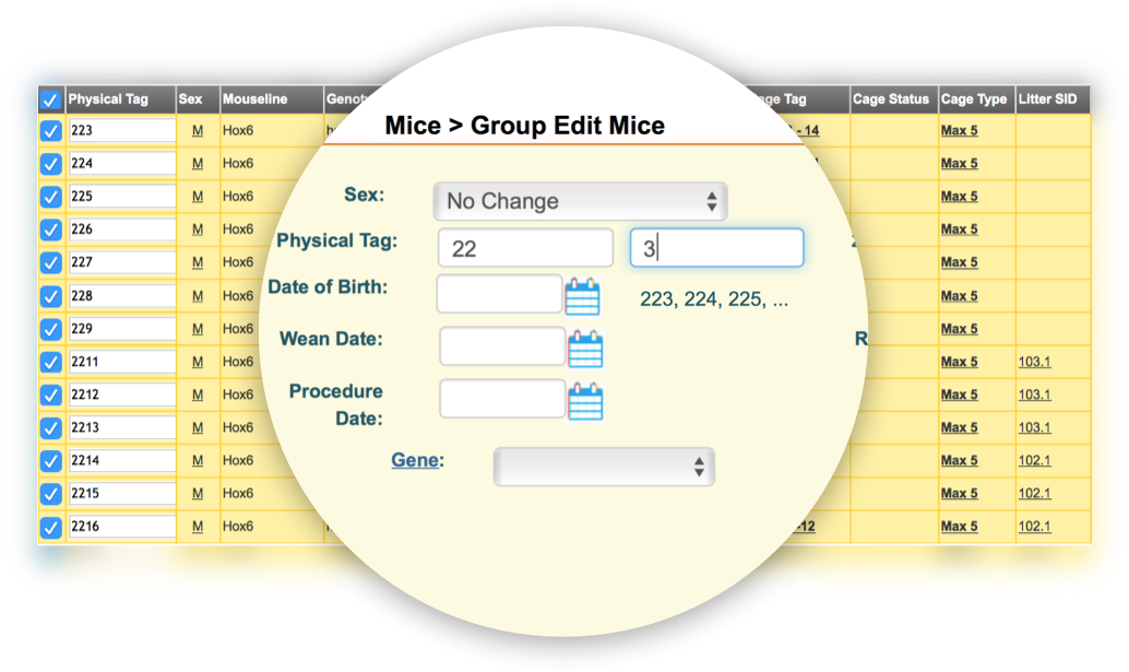 Rodent (Mouse Rat) Colony Management: Principal investigator, Lab ...
